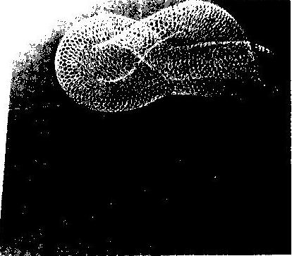 Computer Animation of the Sphere Eversion